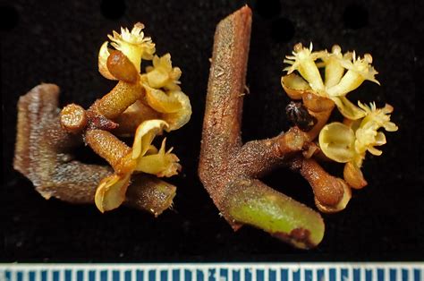 Litsea Lauraceae