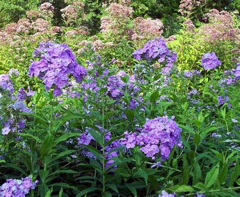 Phlox Paniculata ‘davids Lavender Kiefer Nursery Trees Shrubs