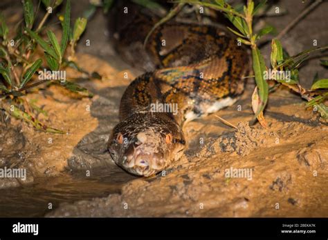 Staring Contest With A Reticulated Python During A Night River Safari