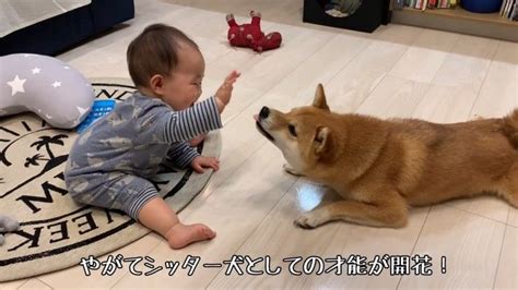 柴犬が住む家に『赤ちゃん』が産まれたら初対面から現在までの光景に思わず涙「不覚にも泣いた」「心温まる」148万再生の大反響 わんちゃん