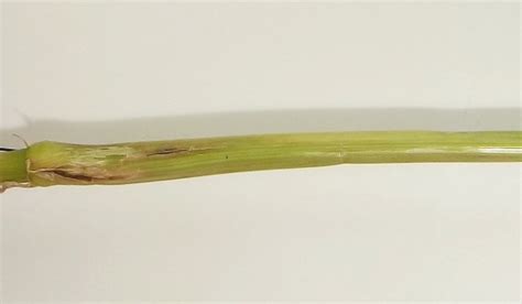 Hessian Fly Larva In Reed Canary Mayetiola Destructor Bugguide Net