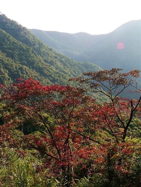 風景圖集廣東觀音山國家森林公園天然氧吧拜佛求子的好去處 每日頭條