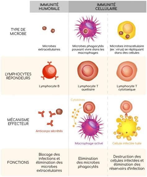 Immunité Adaptative Rôles Et Caractéristiques Nutrixeal Info