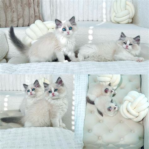 Kitty Hub Kittyhubvibes • Instagram Photos And Videos