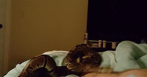 Ibd In My Ball Python Album On Imgur