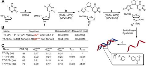 Design Synthesis And Properties Of Photochromic Oligonucleotides A Download Scientific