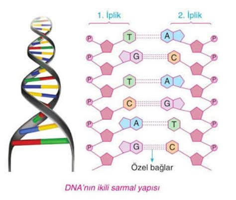 Dna Nın Ikili Sarmal Modülü Proje Var