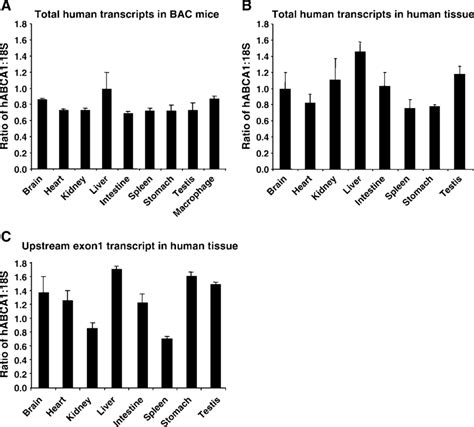 Distribution Of The Human Abca1 Transcripts In Bacterial Artificial