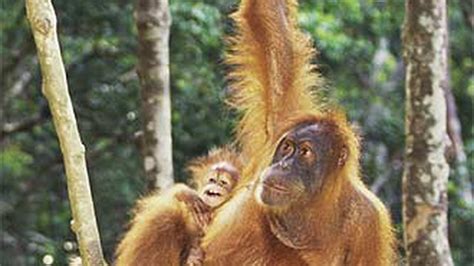Pobre Por Favor Mira Increíble Información Sobre Los Orangutanes