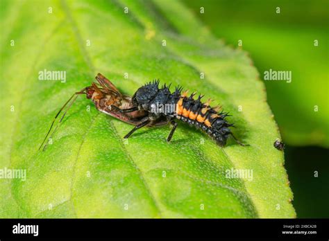 Larva Of Asian Lady Beetle Feeding On A Dead Bug Larva Baden Larva Of Asian Lady Beetle Feeding On A Dead Bug Larva Baden