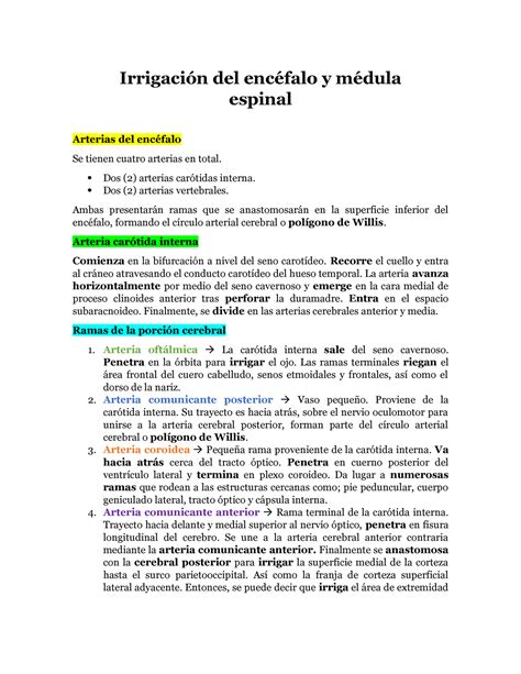 14 Irrigación Del Encéfalo Y Médula Espinal Arterias Del Encéfalo Se