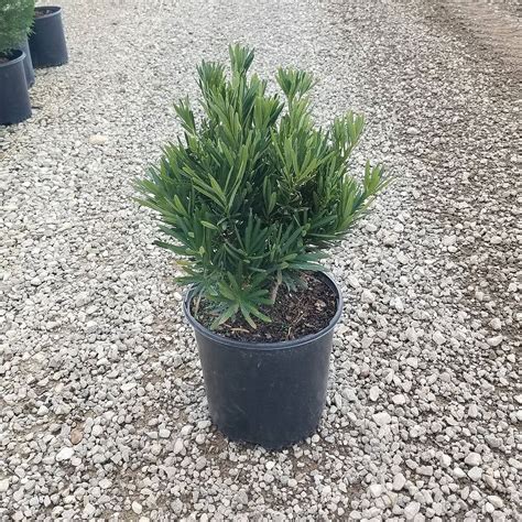 Pringles Dwarf Podocarpus Yew 2 5 Gallon Evergreen Shrub With Needle Like Foliage Live Plant
