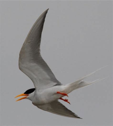 Adult River Tern In Flight Photo Credit Jeff Schwilk Download