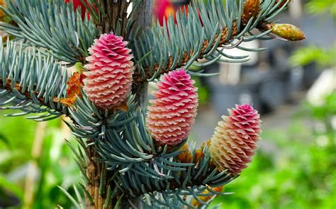 Молодые шишки голубой ели Милешкин Владимир Алексеевич Социальная сеть ФотоКто