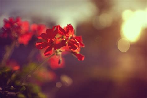 Hintergrundbilder Sonnenlicht Blumen Rot Fotografie Makro Ast