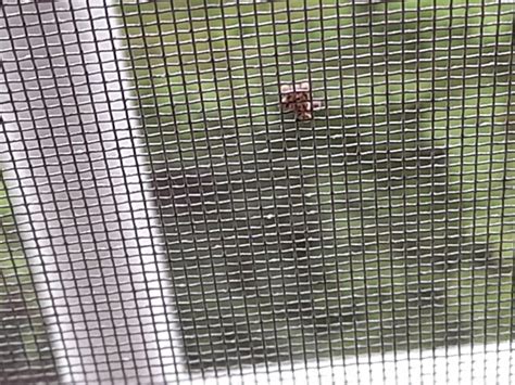 방충망에 붙어 있눈 이런 알뭔가요 지식in