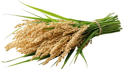 Paddy Pngs For Free Download