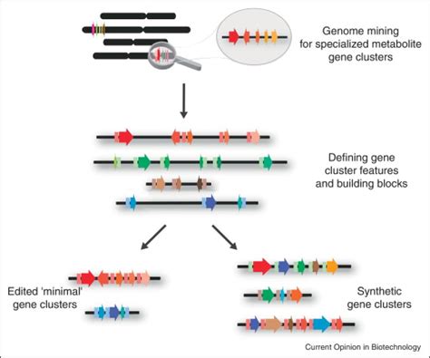 Towards Synthetic Clusters The Phenomenon Of Clustering Of Genes For Download Scientific