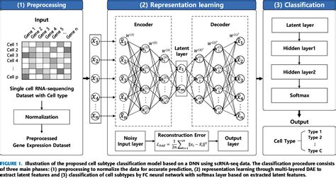 Figure 1 From Cell Subtype Classification Via Representation Learning