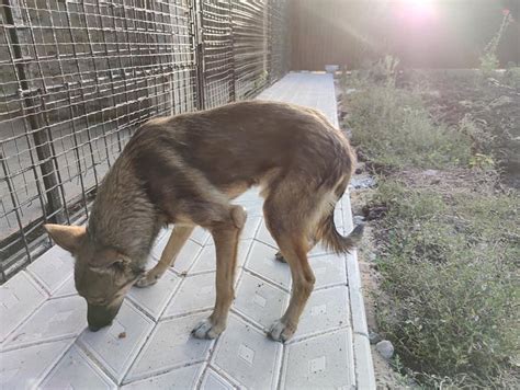 Общество Защиты Животных Home Facebook