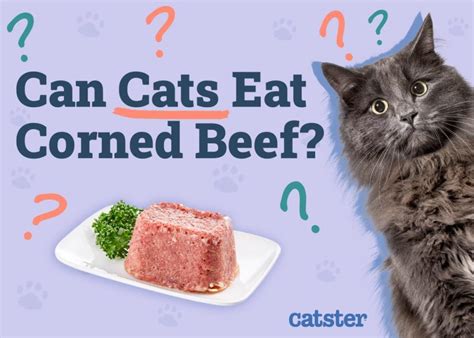 Can Cats Eat Corned Beef Vet Approved Risks And Nutritional Information