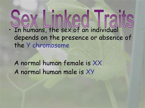 Incomplete Dominance Codominance Ppt Download