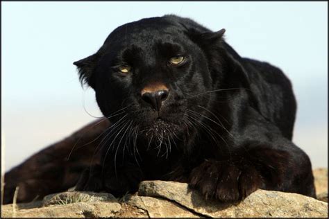 Black Panthers Seen In The Piney Woods Fact Or Fiction Artofit