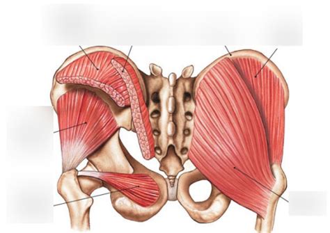 Diagram Of Gluteus Muscles Quizlet