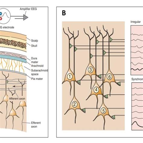 Biophysical Origins Of Eeg A Modulations In Extracellular Currents