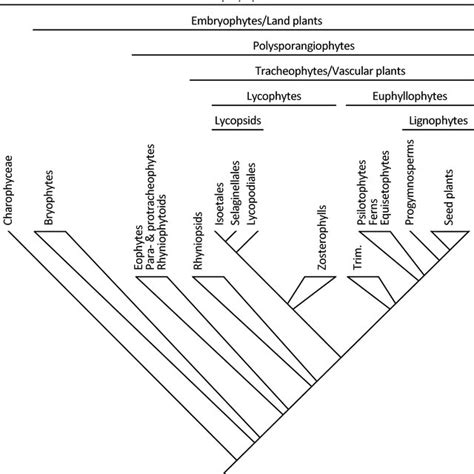 A Phylogenetic Framework For The Groups Discussed Throughout The Paper