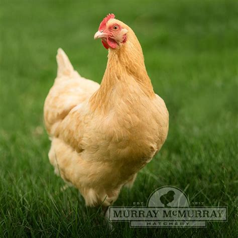 Buff Orpington Chickens All You Need To Know About This 45 Off