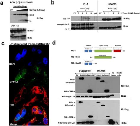 La Enhances Rig I Binding To Rna Ligand And Interacts With Rig I Download Scientific Diagram