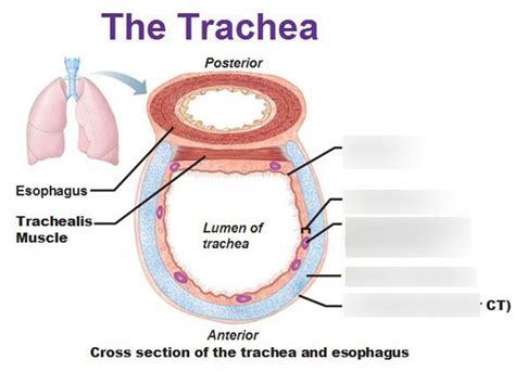 Chapter 26 Histology Microscopic Structure Of The Trachea Diagram
