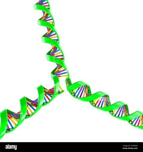 Dna Replication Fork Biotechnology Research Concept 3d Rendering Isolated On White Background