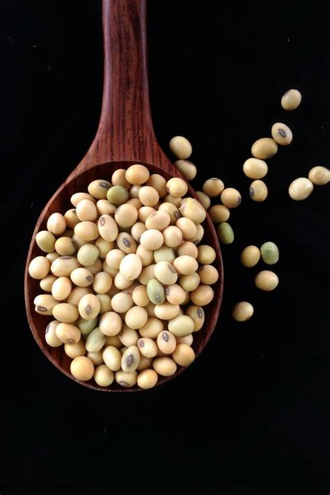 Deforestation Soybeans Sustainable Planet