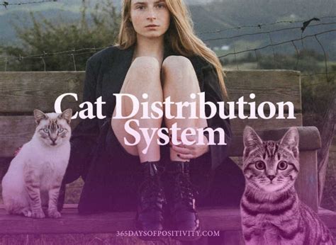 The Cat Distribution System Is Real Here S Why Daily Inspiration For