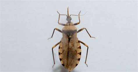 ‘kissing Bug A Triatomine Insect Bite You Wont Even Notice Could Have Deadly Implications