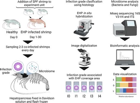Work Diagram And Sampling Collection Experimental Design To Assess The Download Scientific