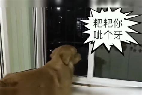 天黑了主人还没回家，金毛轮胎太想爸爸了，结局太逗了！金毛天黑轮胎