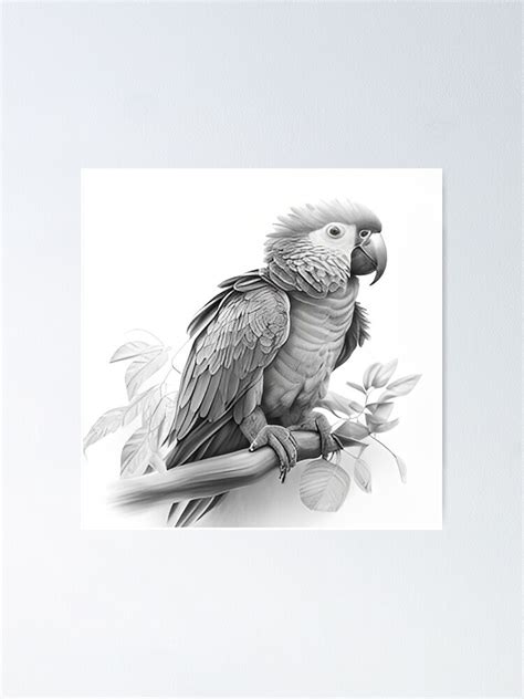 Black And White Parrot Pencil Drawing Poster For Sale By Pencil Art Redbubble