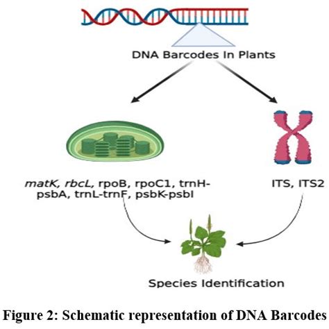 Different Dna Barcoding Techniques In Forensic Botany A Review