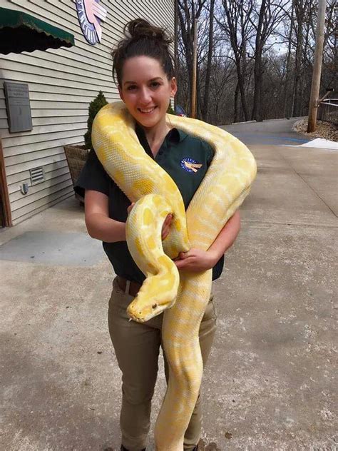 Big Albino Burmese Python