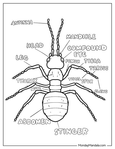 Ant Coloring Page