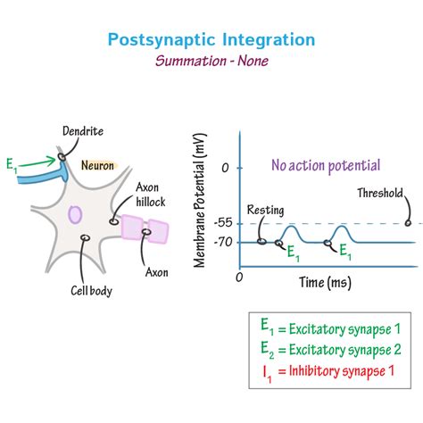 Neuroscience Fundamentals Glossary Postsynaptic Integration Ditki
