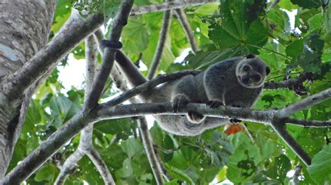 Cuscus Nature S Gentle Climbers My Wildlife World