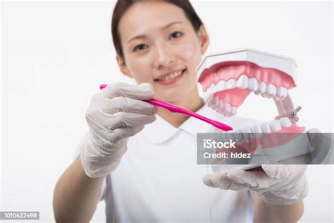 화이트 칫 솔과 치아 모델 행복 한 얼굴을 들고 유니폼을 착용 하는 여자 간호사에 대한 스톡 사진 및 기타 이미지 간호사