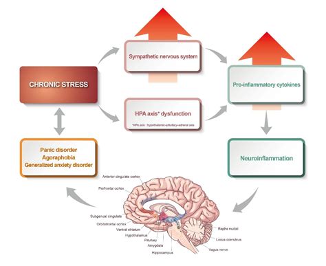 Neuroinflammation Associated Alterations Of The Brain As Potential Neural Biomarkers In Anxiety