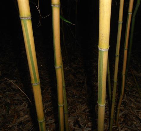 Bamboo Running Species Bamboo Australia Sunshine Coast