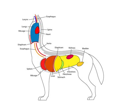 Taur Anatomy Pt 1 By A E S H A E T T R On Deviantart