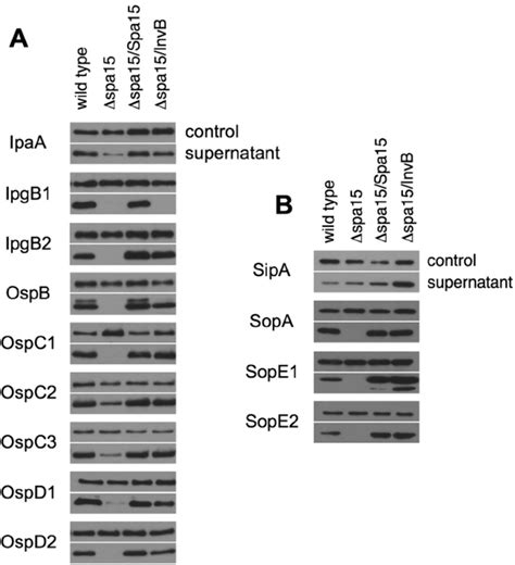 Shigella And Salmonella Class Ib Chaperones Are Functionally